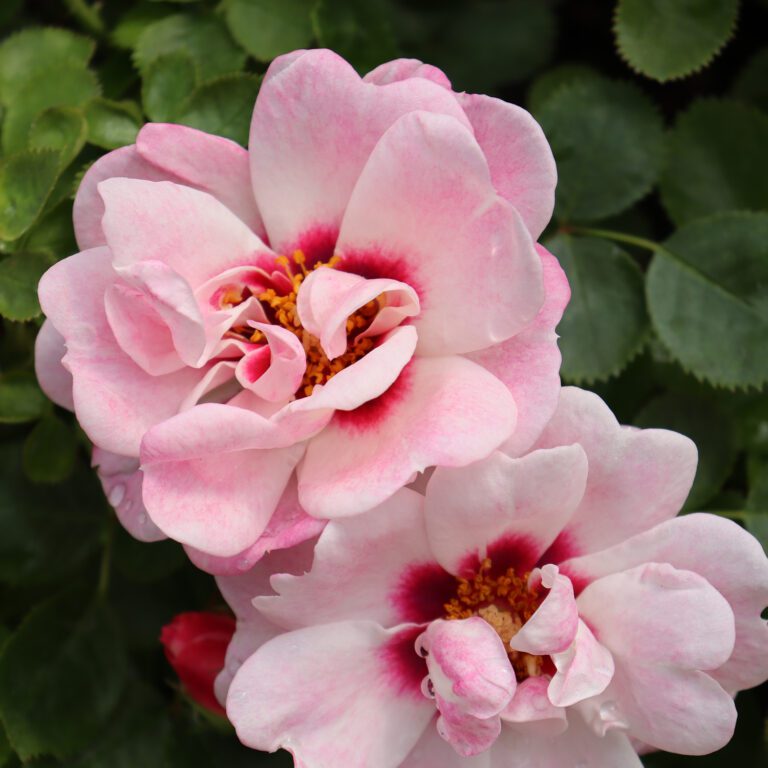RINGO® Double Pink Rose - Order Online