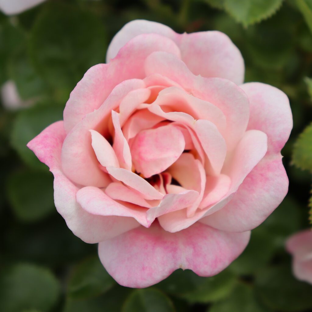 RINGO® Double Pink Rose - Order Online