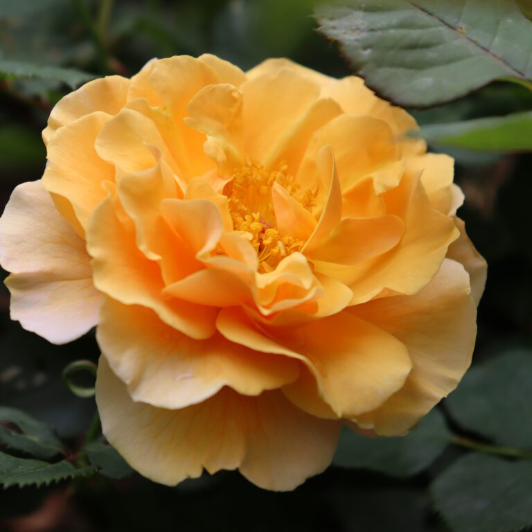 RISE UP AMBERNESS™ Rose – Garden Crossings