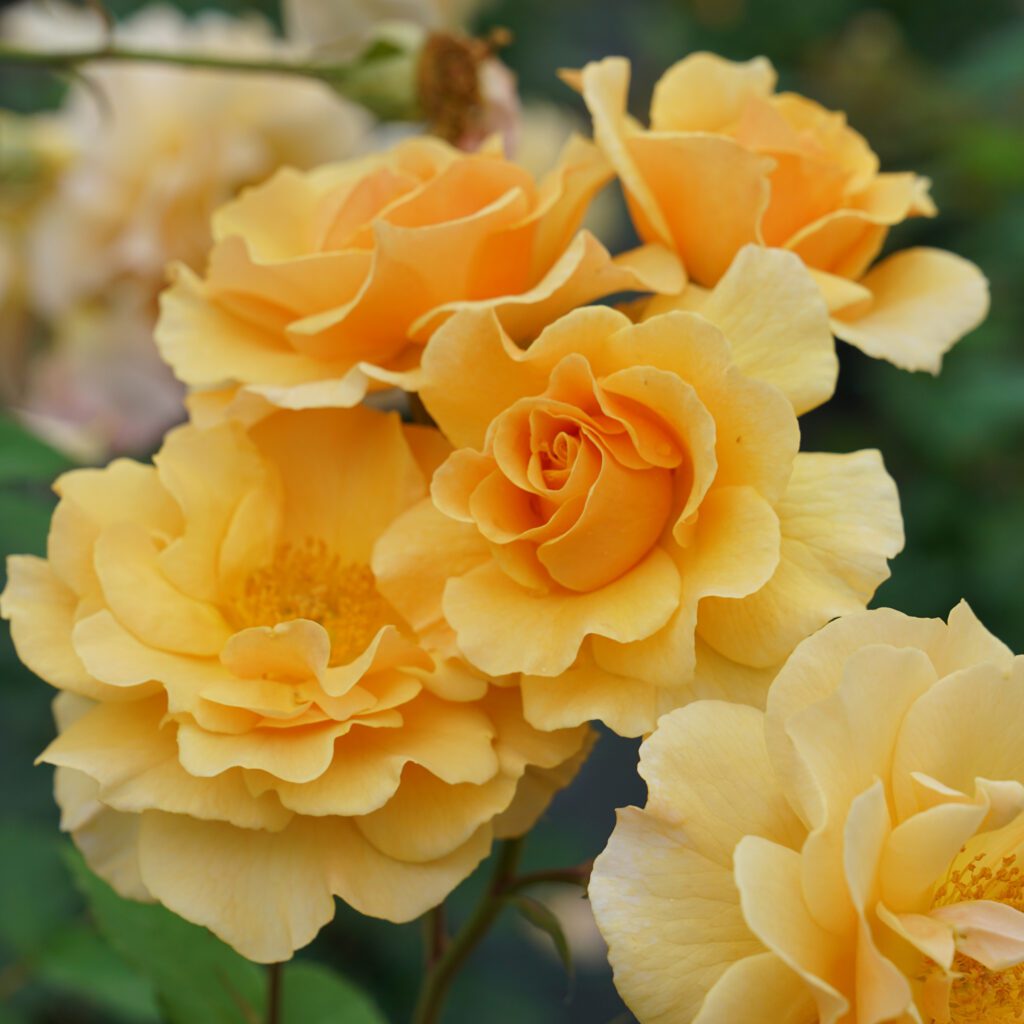 RISE UP AMBERNESS™ Rose – Garden Crossings