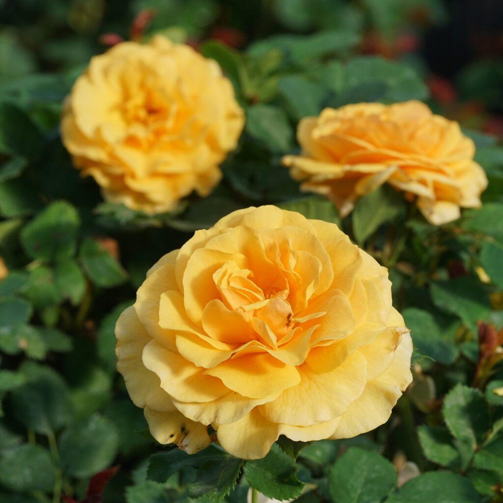 RISE UP AMBERNESS™ Rose – Garden Crossings