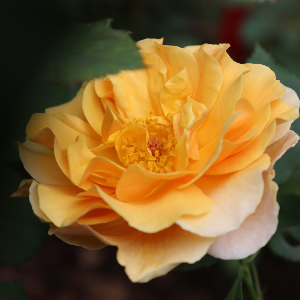 RISE UP AMBERNESS™ Rose – Garden Crossings