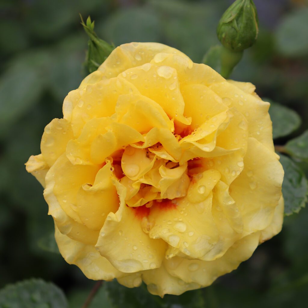 RISE UP™ Ringo® Climbing Rose - Order Online