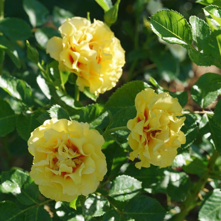 RISE UP™ Ringo® Climbing Rose - Order Online