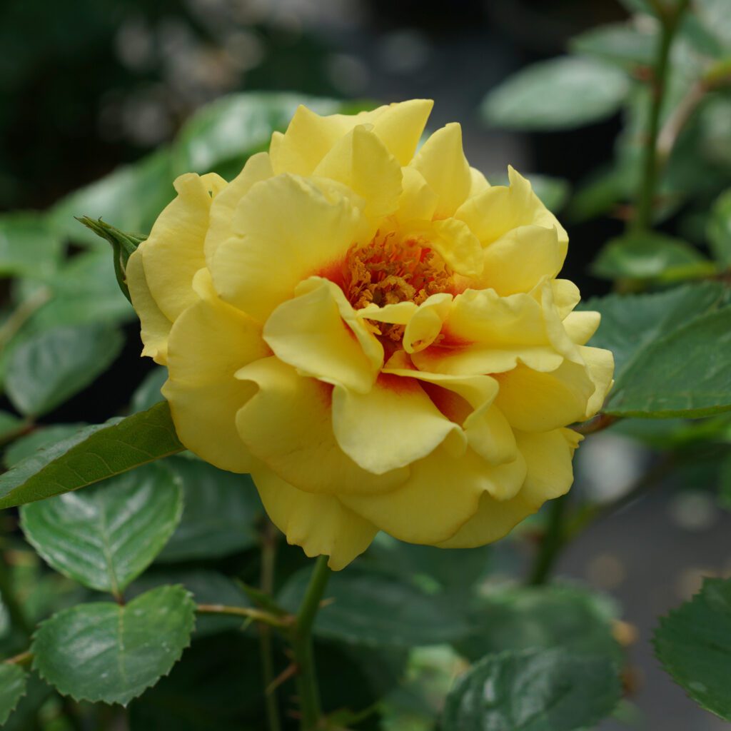 RISE UP™ Ringo® Climbing Rose - Order Online