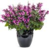 Salvia UNPLUGGED® Pink™ - Order Online