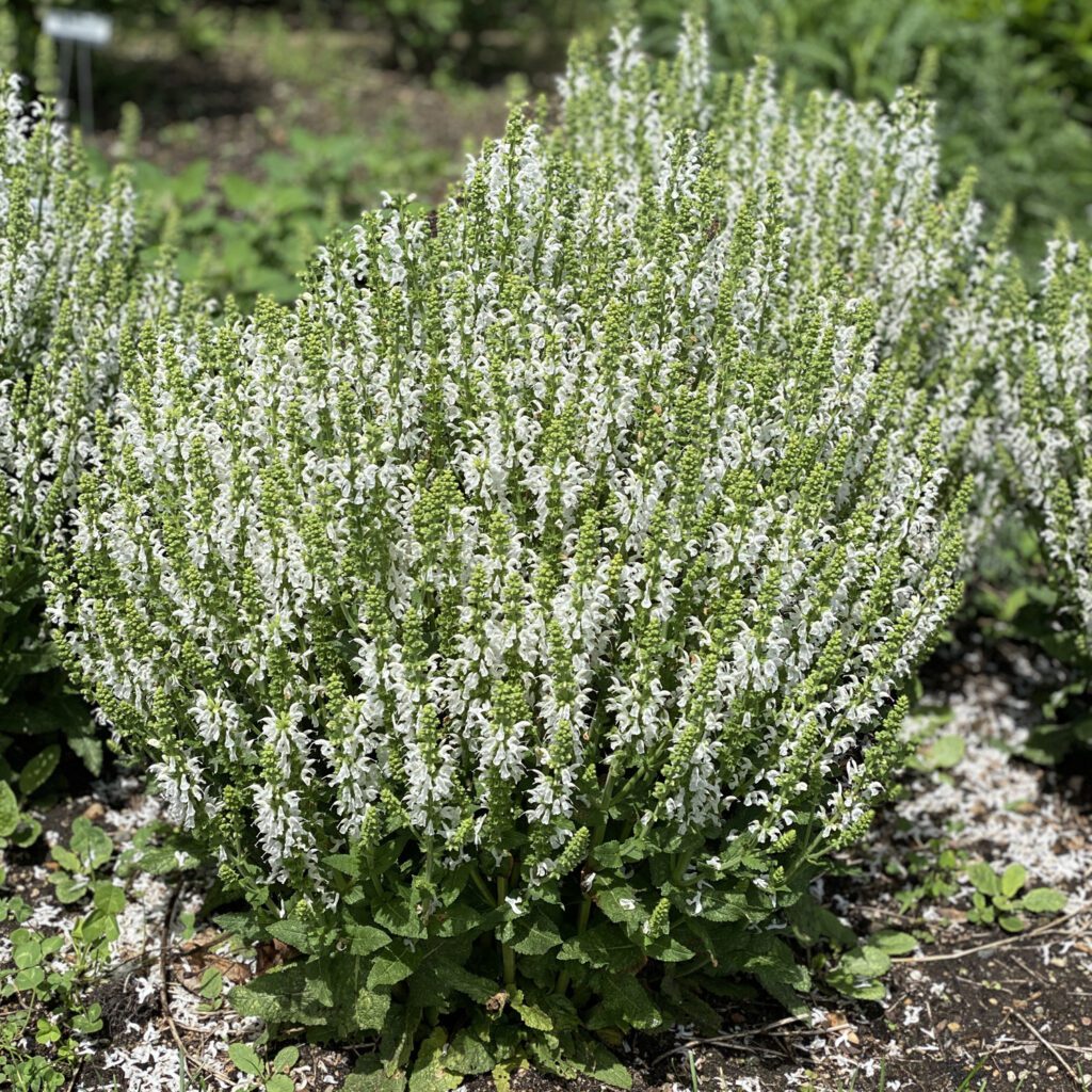 Salvia 'White Profusion'