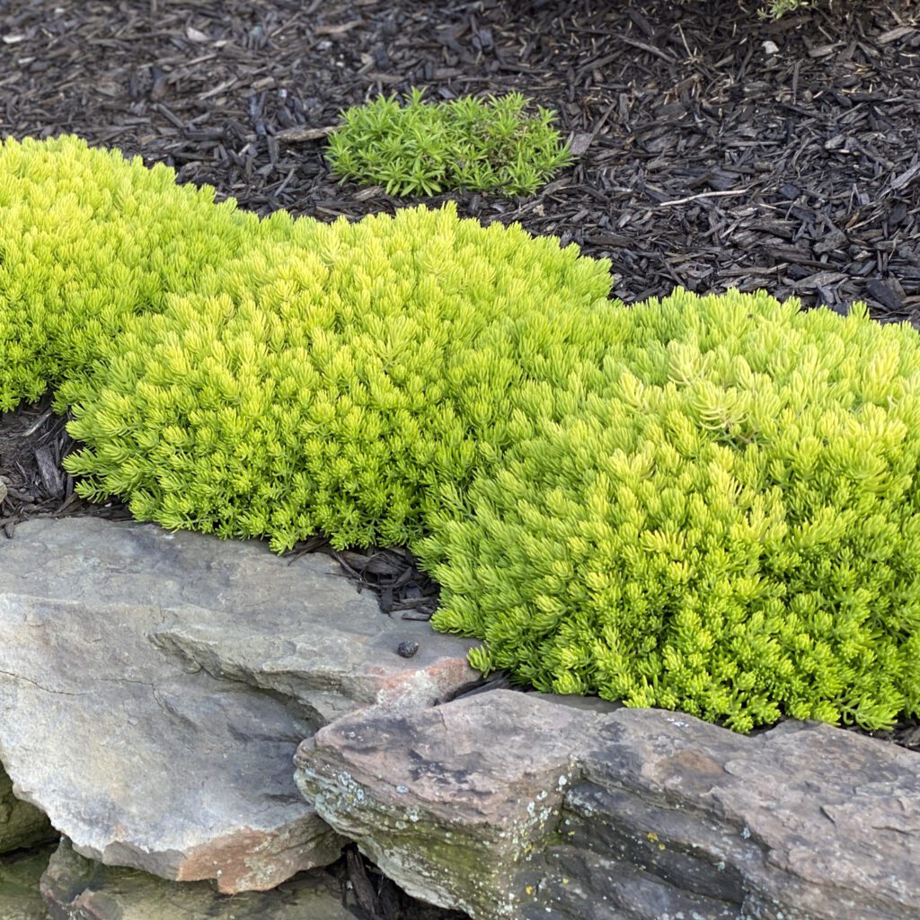 Sedum Lemon Coral™ - Order Stonecrop Annuals Online