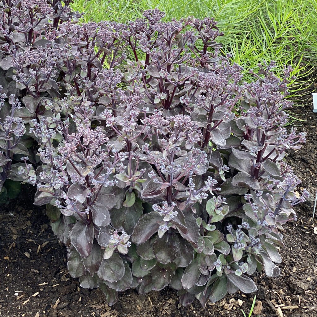 ROCK 'N GROW® 'Back in Black' Sedum