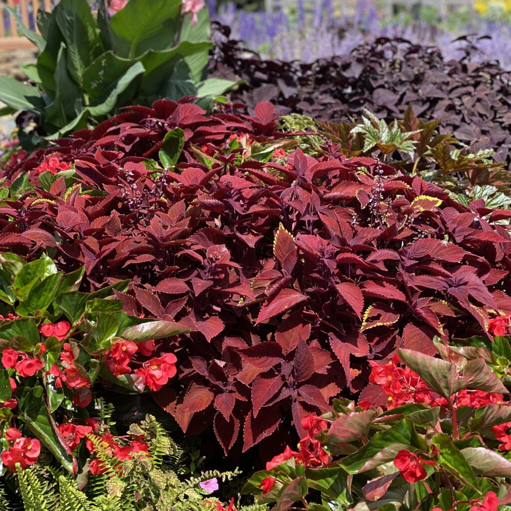 COLORBLAZE® REDICULOUS™ Coleus - Order Online