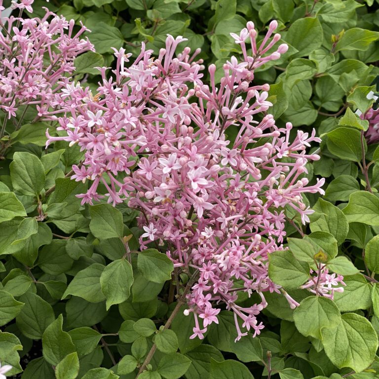 BLOOMERANG® Dwarf Pink Lilac | Compact Reblooming Shrub