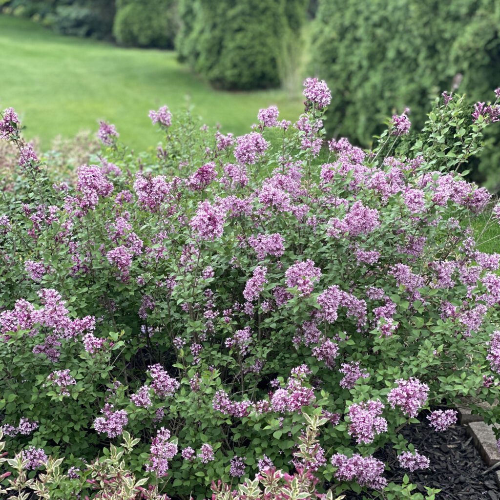 BLOOMERANG® Dwarf Purple Lilac | Compact Reblooming