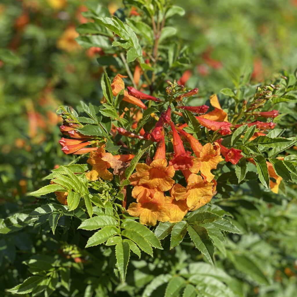 CHICKLET® Orange Trumpet Bush (Tecoma) - Order Online