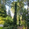 STING® Arborvitae – Garden Crossings
