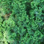 STING® Arborvitae – Garden Crossings