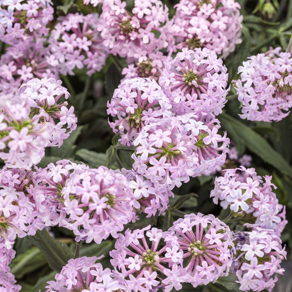 CAKE POPS® Pink Verbena