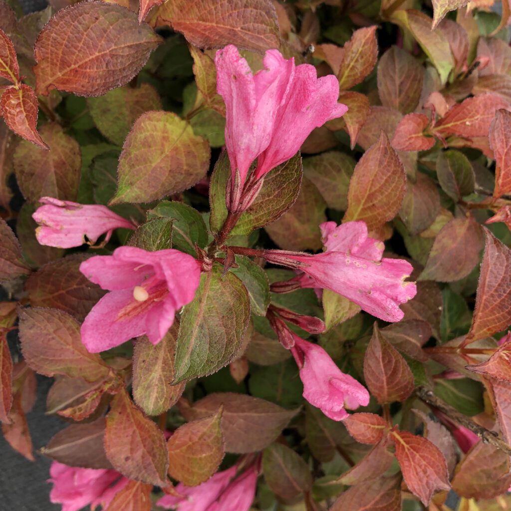 MIDNIGHT SUN™ Weigela
