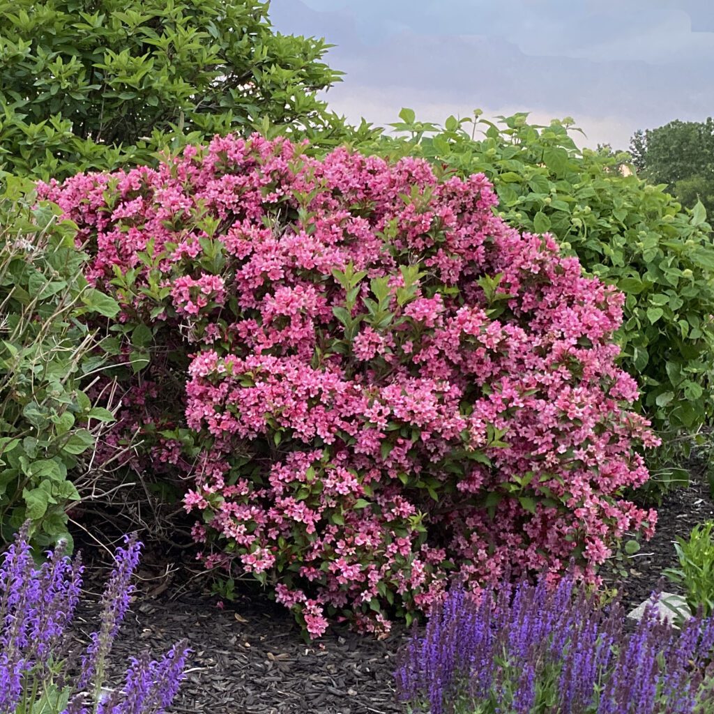 Weigela SONIC BLOOM® Pink - Order Online