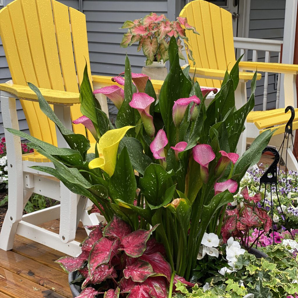 BE MY® Heart Calla Lily