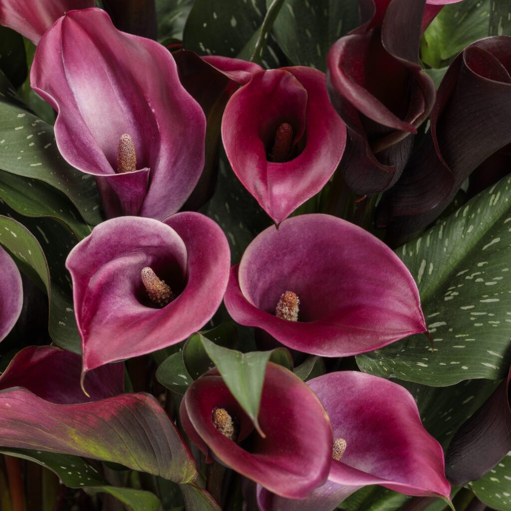 BE MY® Heart Calla Lily