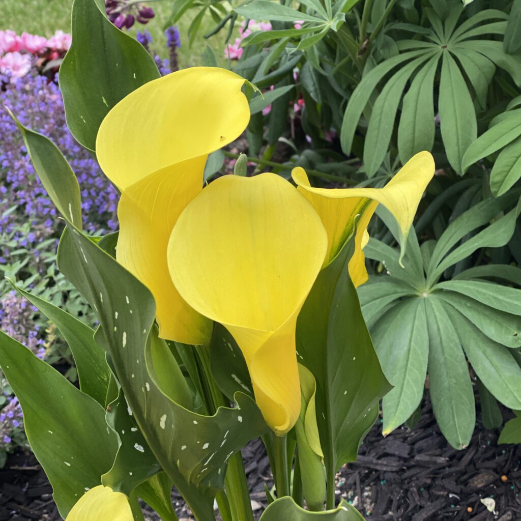 BE MY® Sunshine Calla Lily