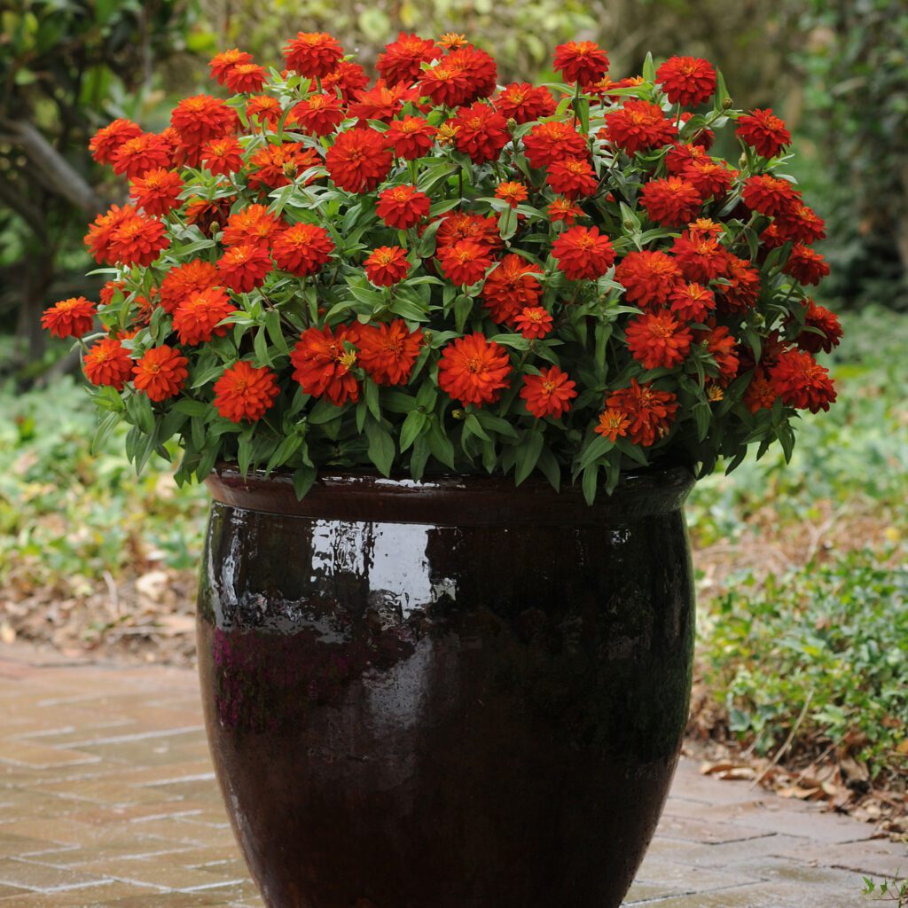ZAHARA® Double Fire Zinnia
