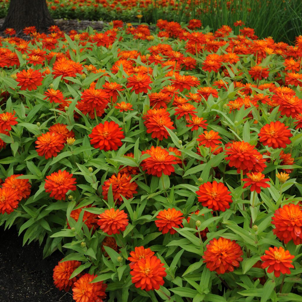ZAHARA® Double Fire Zinnia