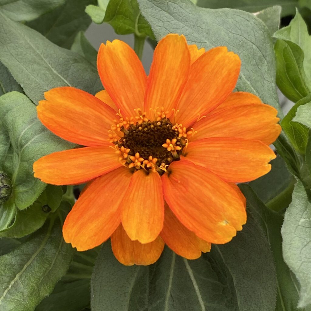 ZAHARA® Double Fire Zinnia