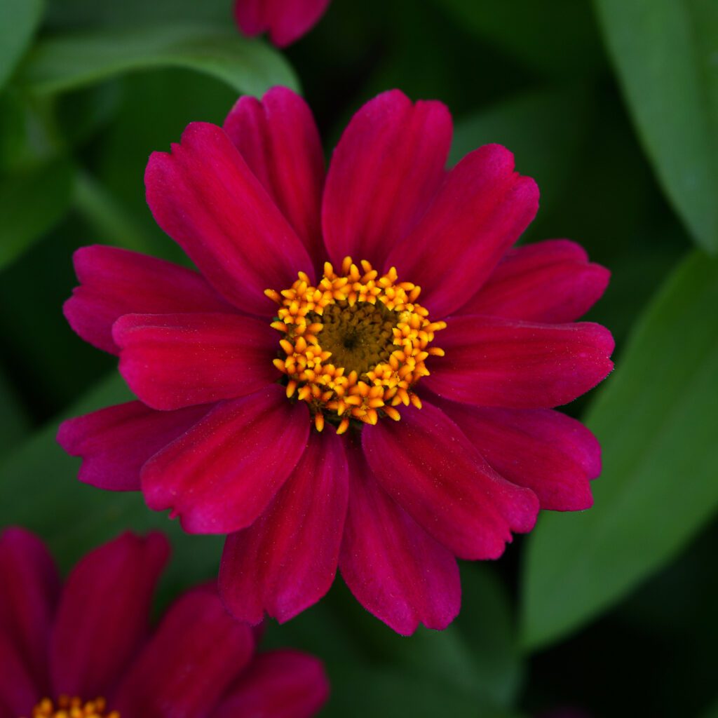 ZAHARA® Cherry Zinnia