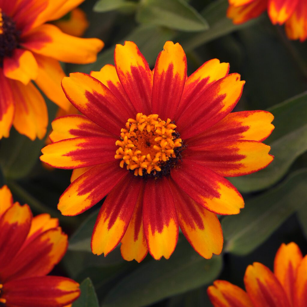 ZAHARA® Sunburst Zinnia