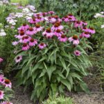 COLOR CODED® 'The Fuchsia is Bright' Echinacea – Garden Crossings