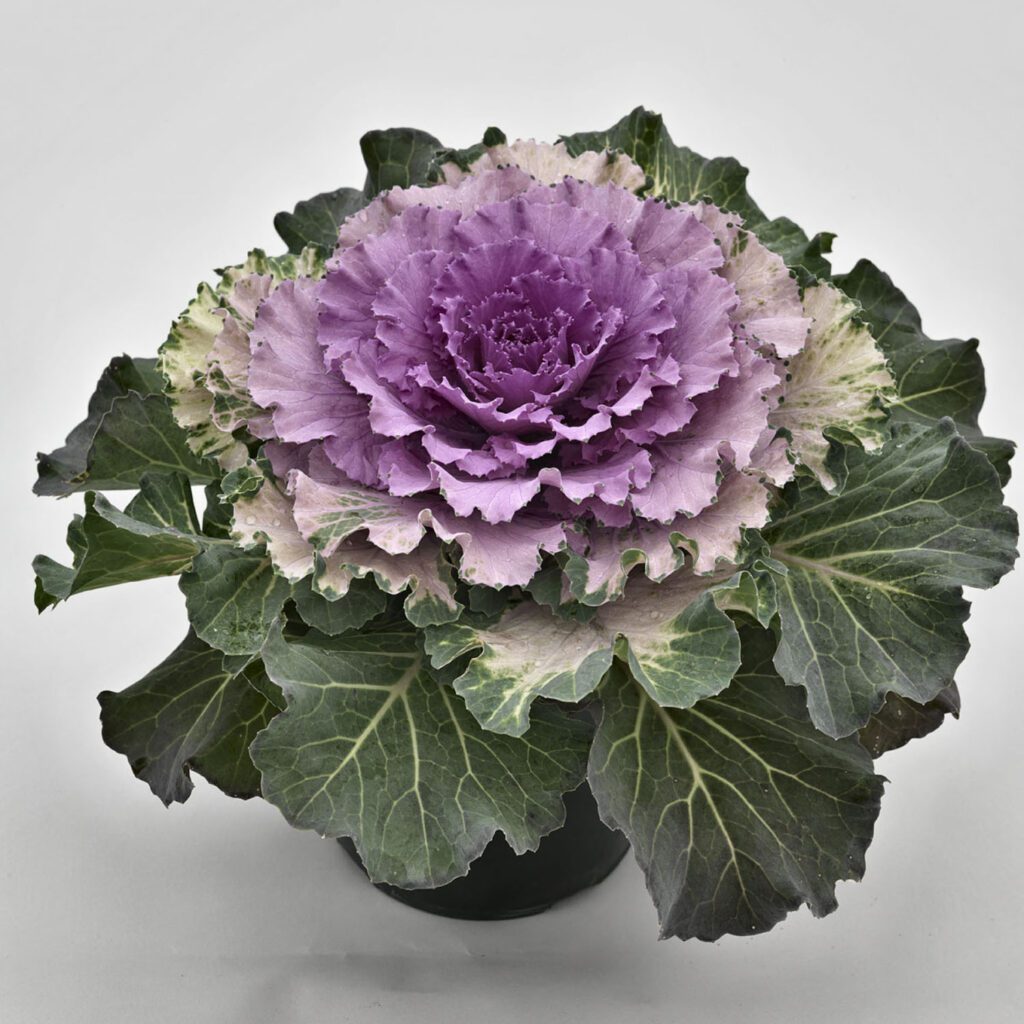 Ornamental Cabbage 'Osaka Pink'