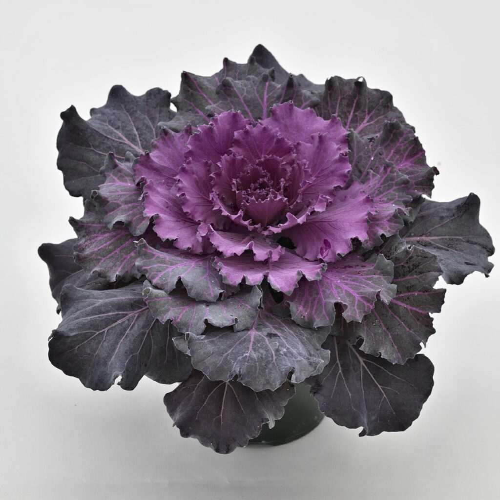 Ornamental Cabbage 'Osaka Red'