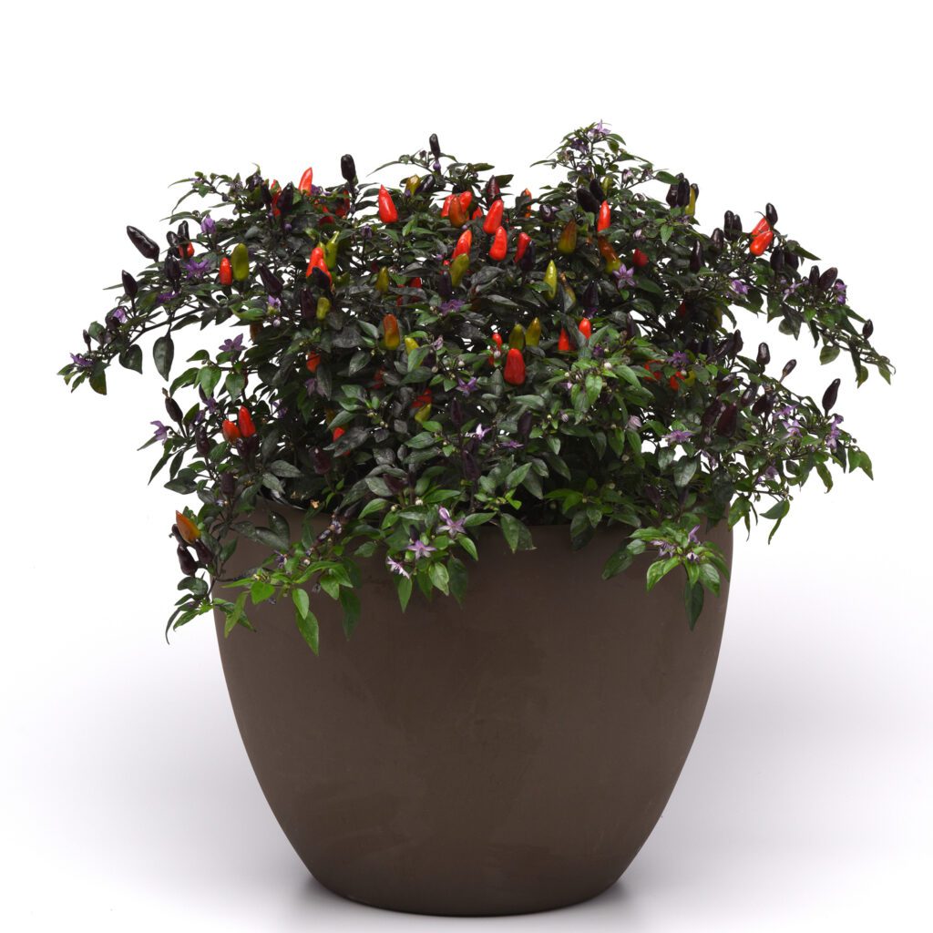Ornamental Pepper 'Midnight Fire'