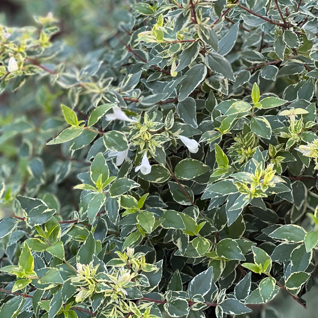 MUCHO GUSTO Abelia: Fragrant, Long-Blooming Shrub