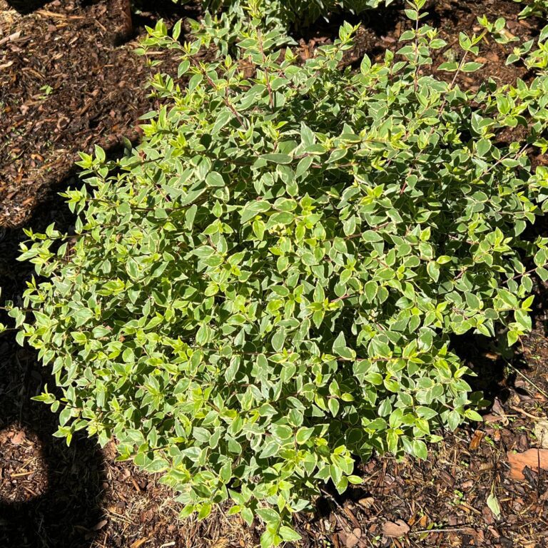 MUCHO GUSTO Abelia: Fragrant, Long-Blooming Shrub