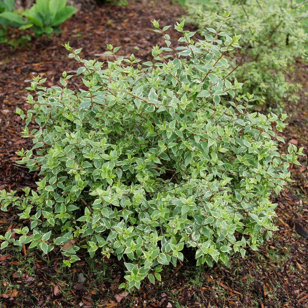 MUCHO GUSTO Abelia: Fragrant, Long-Blooming Shrub
