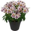 INCA MAGIC Alstroemeria - Order Online