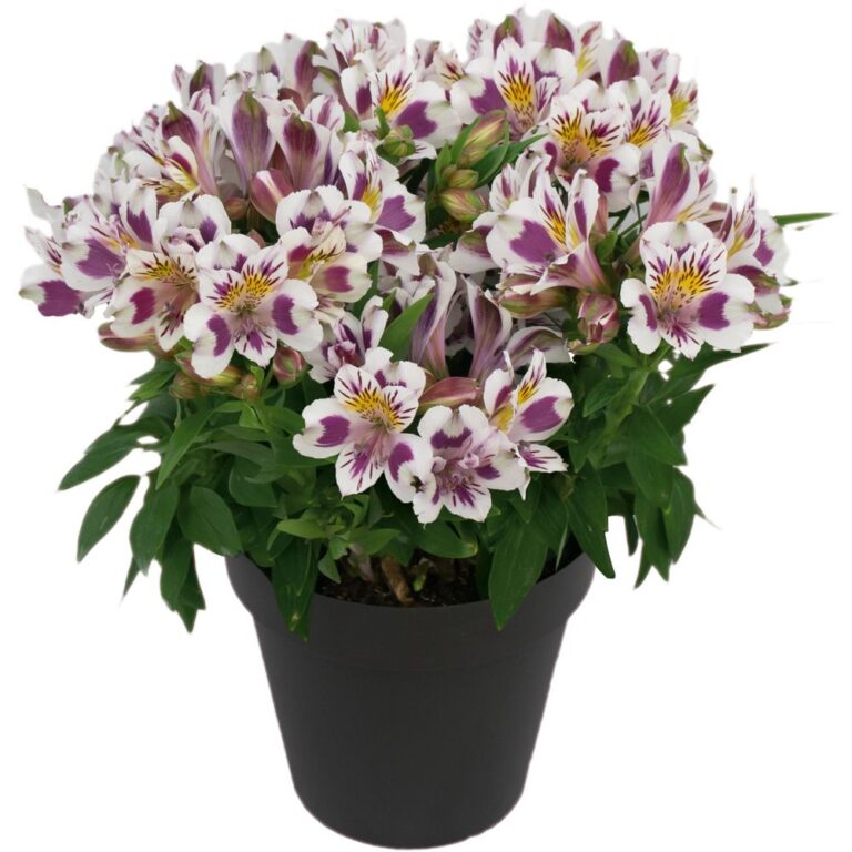 INCA MAGIC Alstroemeria - Order Online