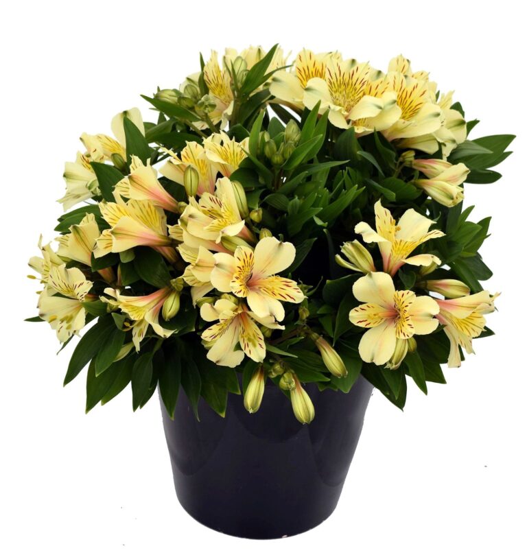 INCA SUNDANCE Alstroemeria - Order Online