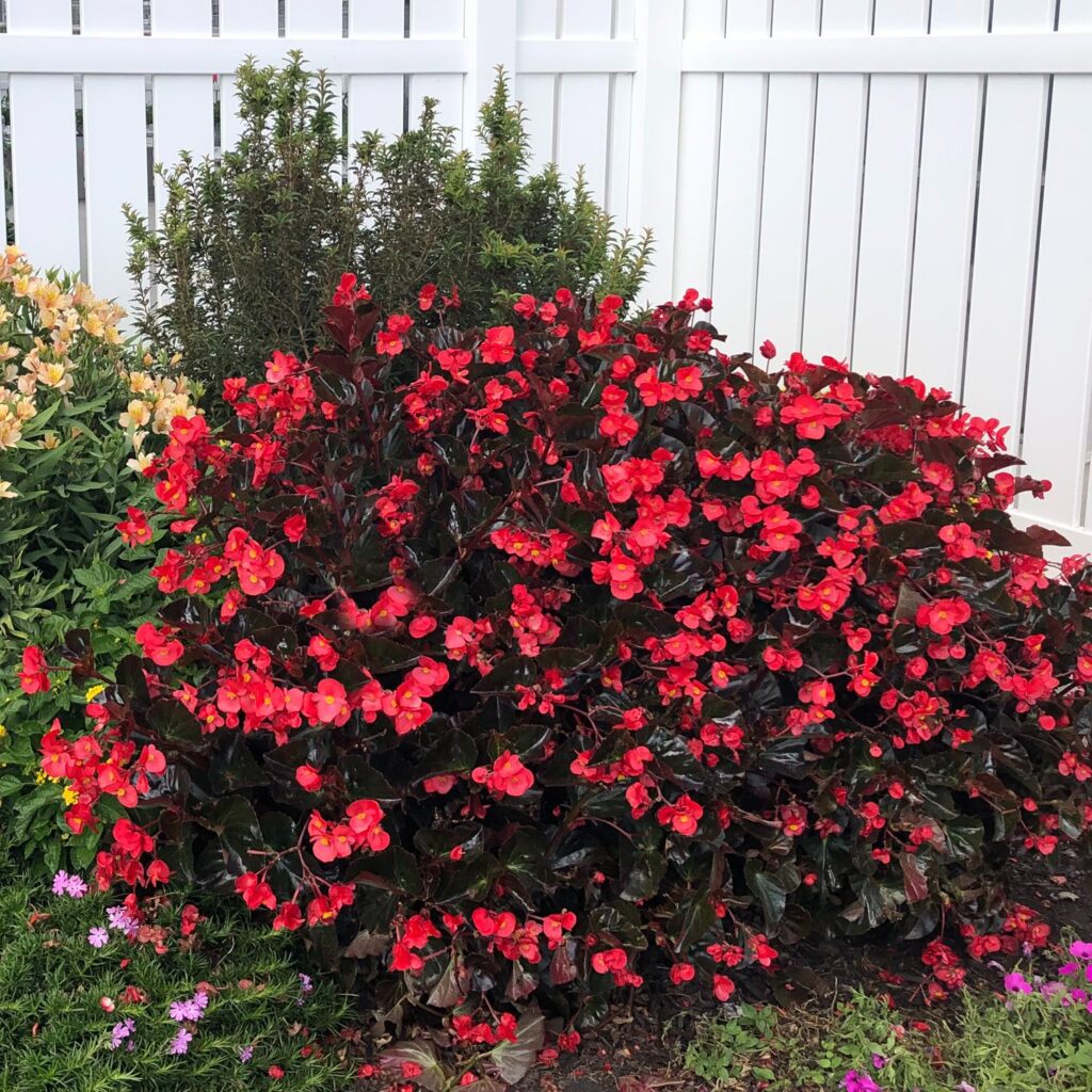 SUREFIRE® Cherry Cordial™ Begonia