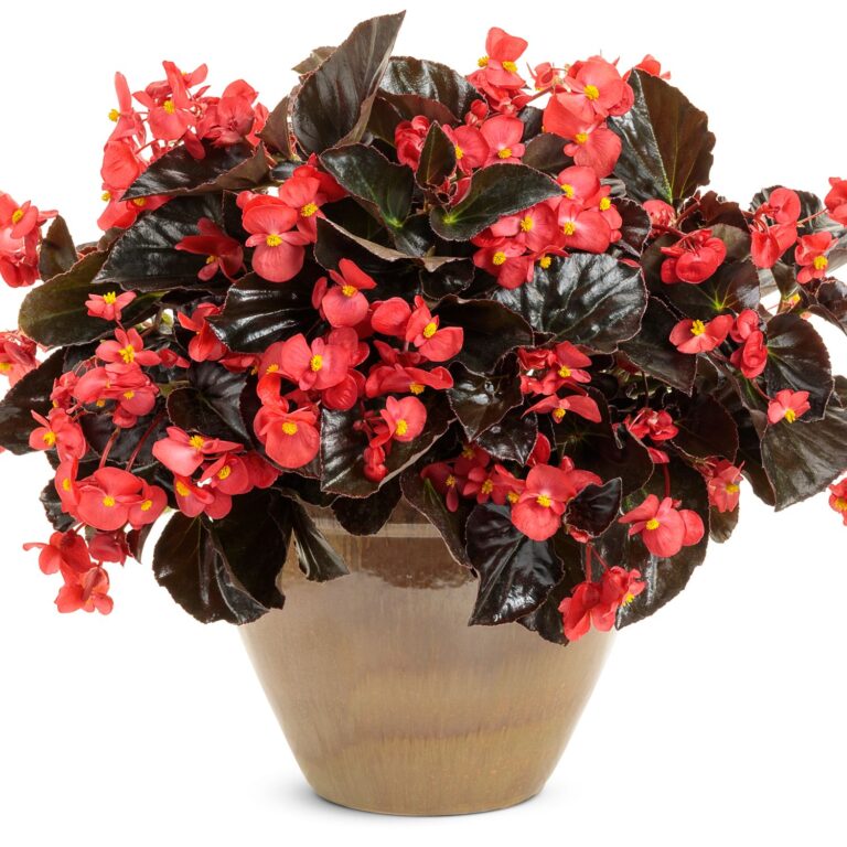 SUREFIRE® Cherry Cordial™ Begonia