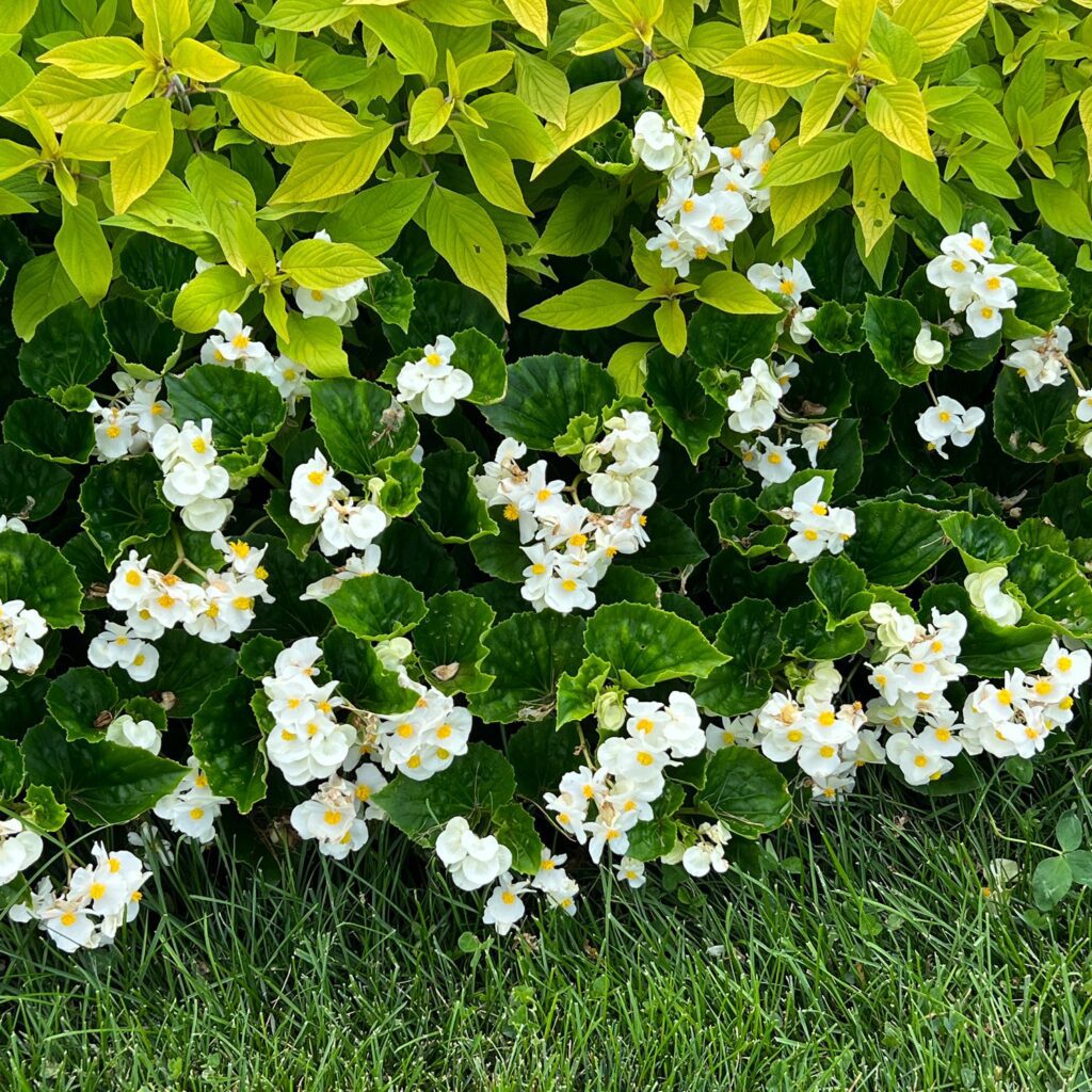 SUREFIRE® White Begonia