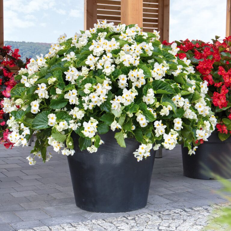 SUREFIRE® White Begonia