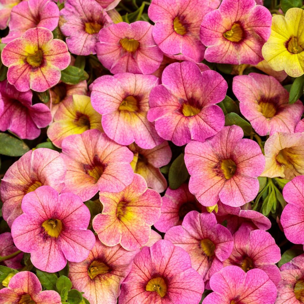 SUPERBELLS® MAGIC™ Pink Lemonade Calibrachoa