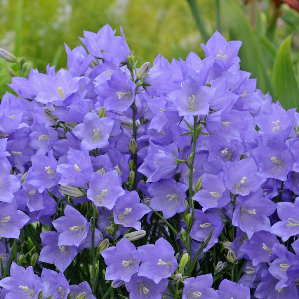 Takion Blue Bellflower (Campanula) - Order Online