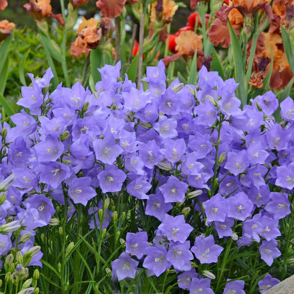 Takion Blue Bellflower (Campanula) - Order Online