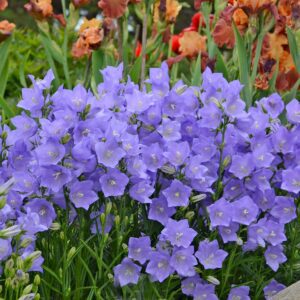 Takion Blue Bellflower (Campanula) - Order Online
