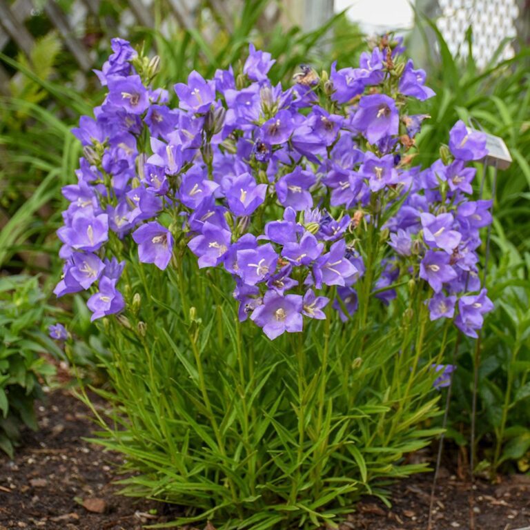 Takion Blue Bellflower (Campanula) - Order Online