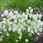 Campanula Takion White